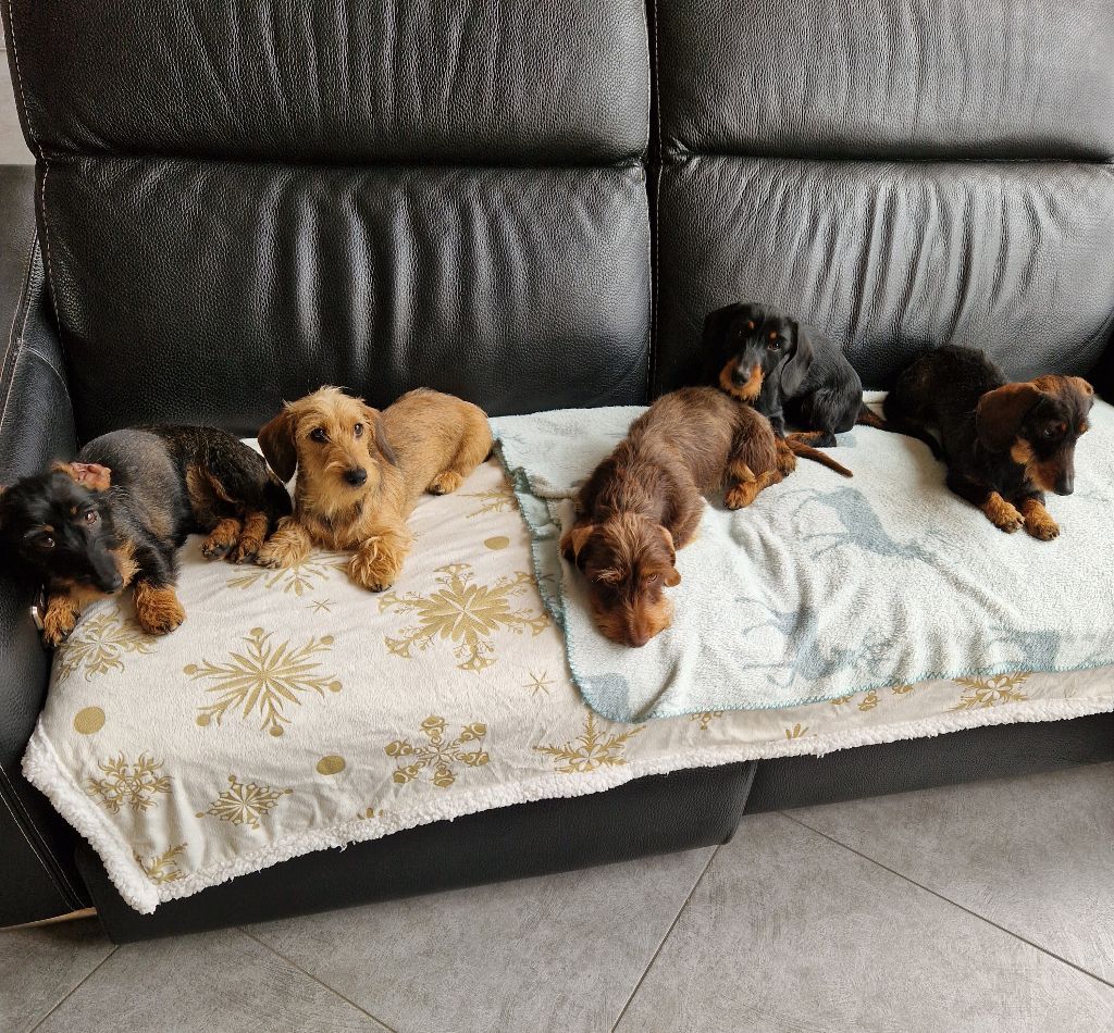 Accueil - Elevage du Domaine du Pont Vieux - eleveur de chiens Teckel ...